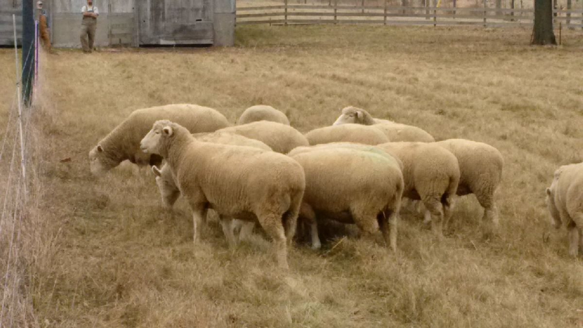 ANNOUNCEMENT – Brien Sheep