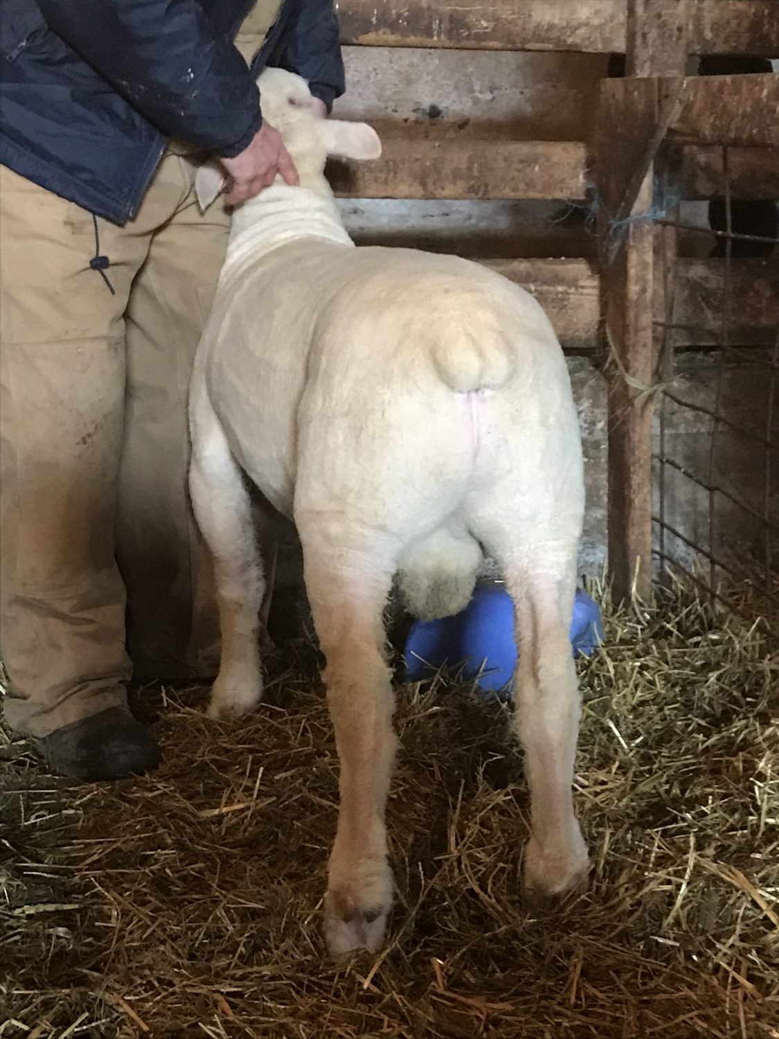 Fall Lambs Shorn, Watch Them Grow! – Brien Sheep