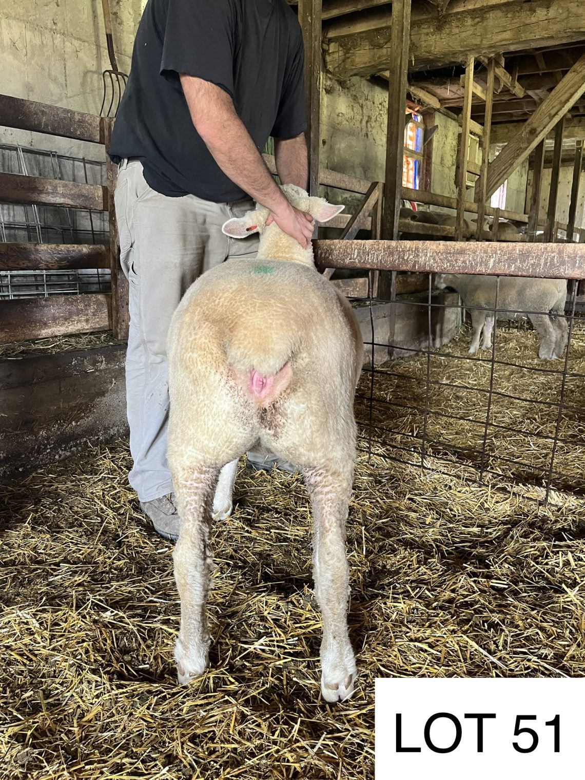 2023 All Canada Sheep Classic Sheep – Brien Sheep