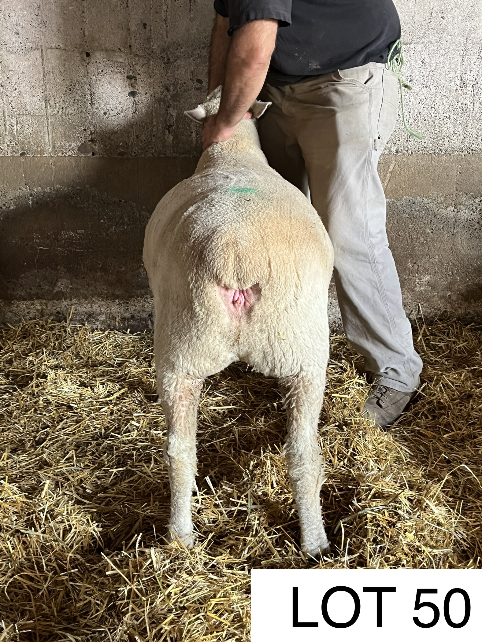 2023 All Canada Sheep Classic Sheep – Brien Sheep
