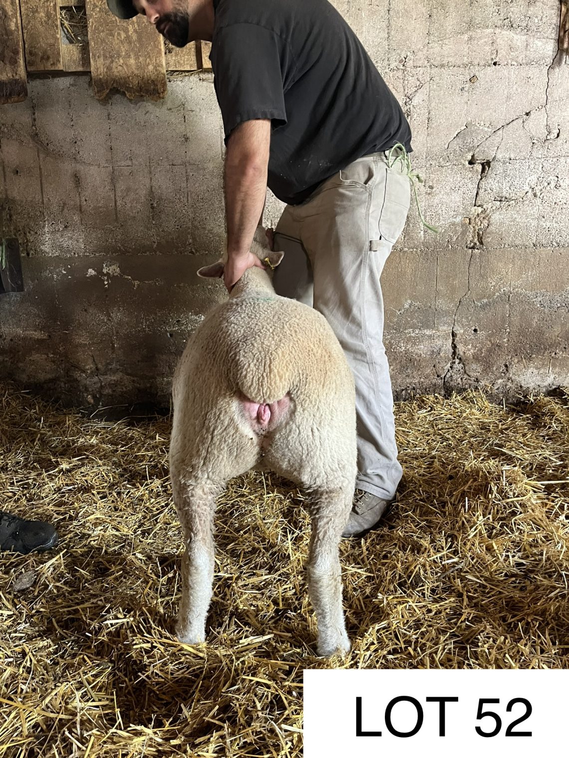 2023 All Canada Sheep Classic Sheep – Brien Sheep